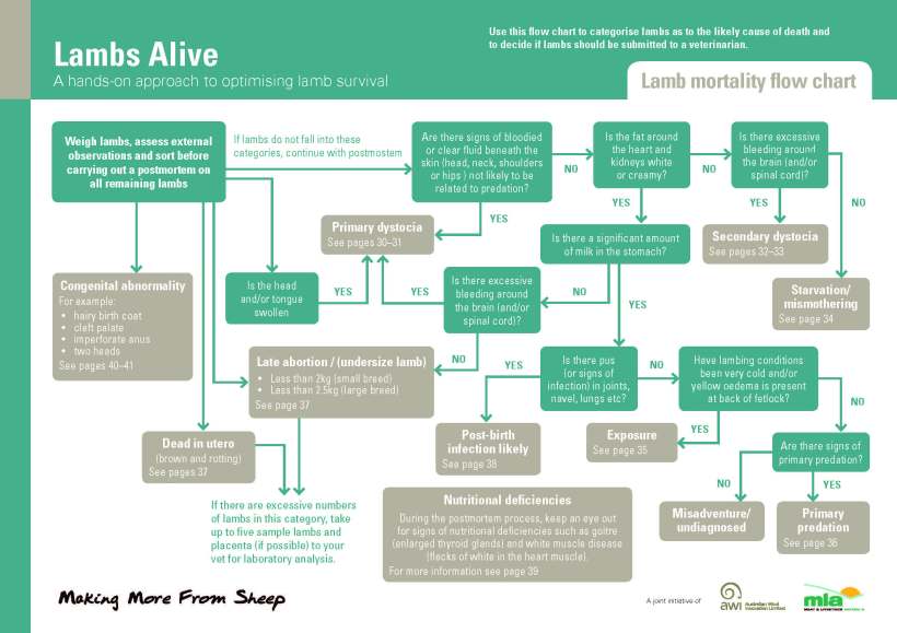 Lambs Alive Flow Chart – Hot Tin Roof Communications | Home